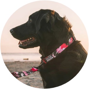 border-collie - WOLFGANG MAN & BEAST