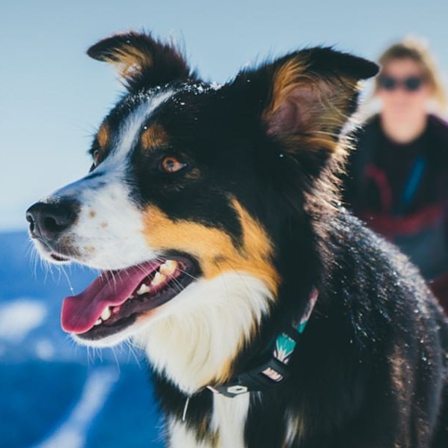 border-collie - WOLFGANG MAN & BEAST