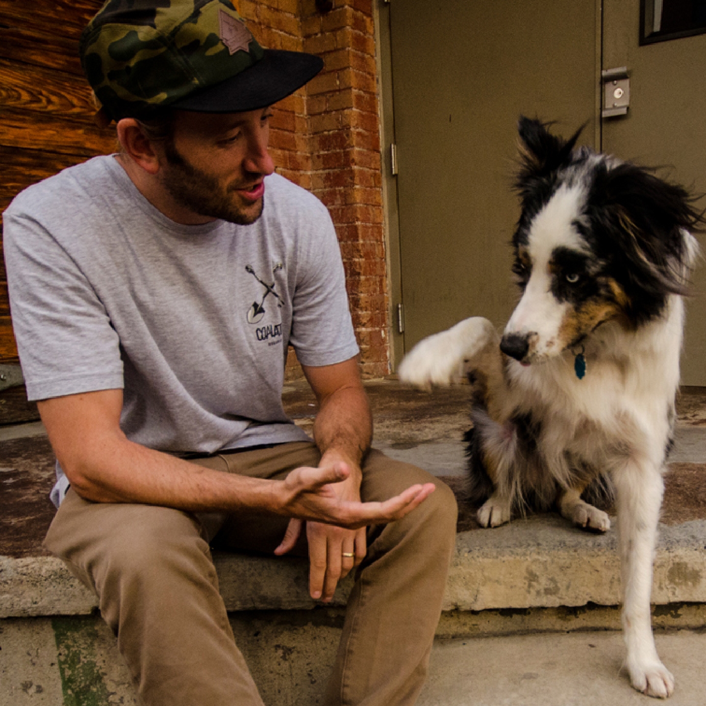 border-collie - WOLFGANG MAN & BEAST