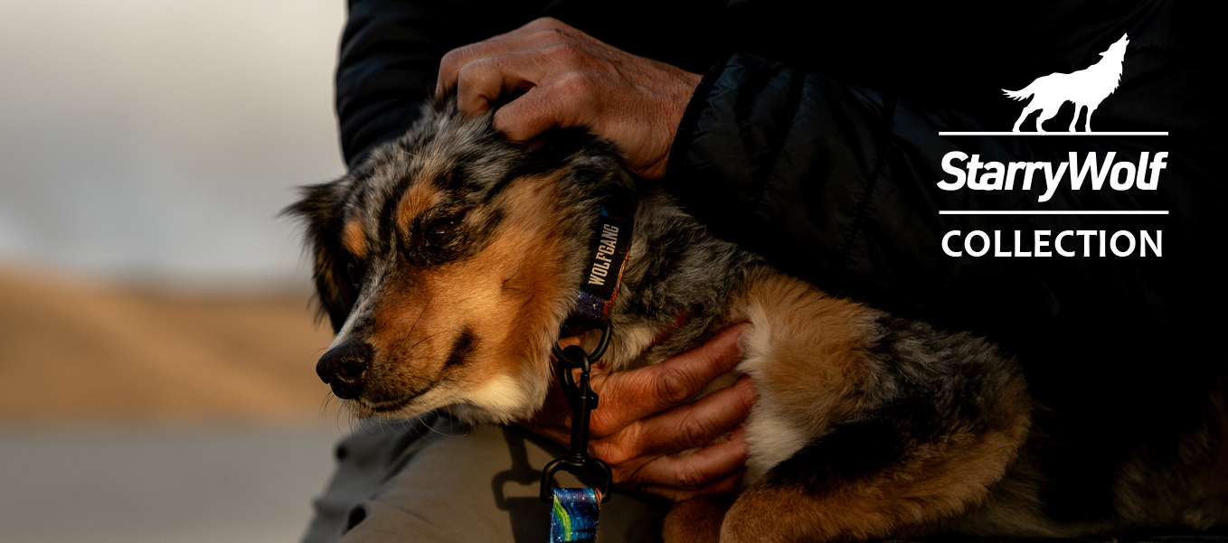 2つのニューコレクションが発売!!